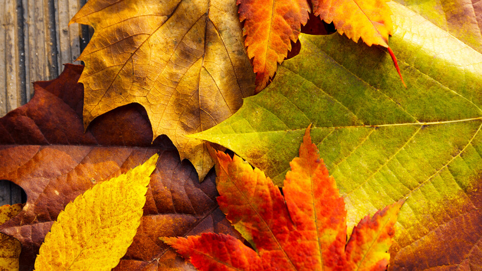 Why Autumn Leaves Change Color: Did You Know? | Garden America