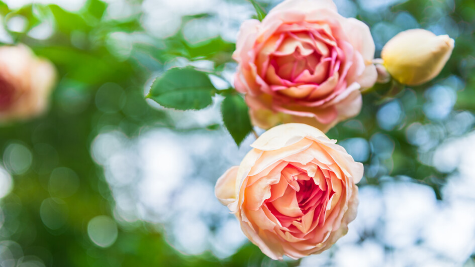 Fall Rose Care Tips for Warm Climates | Garden America