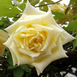 Maréchal Niel Rose: Did You Know? | Garden America