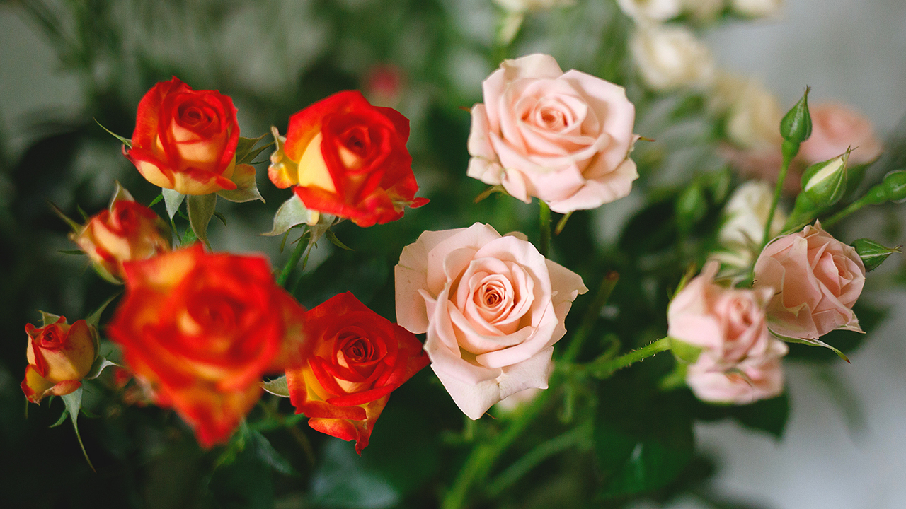 Maréchal Niel Rose: Did You Know? | Garden America