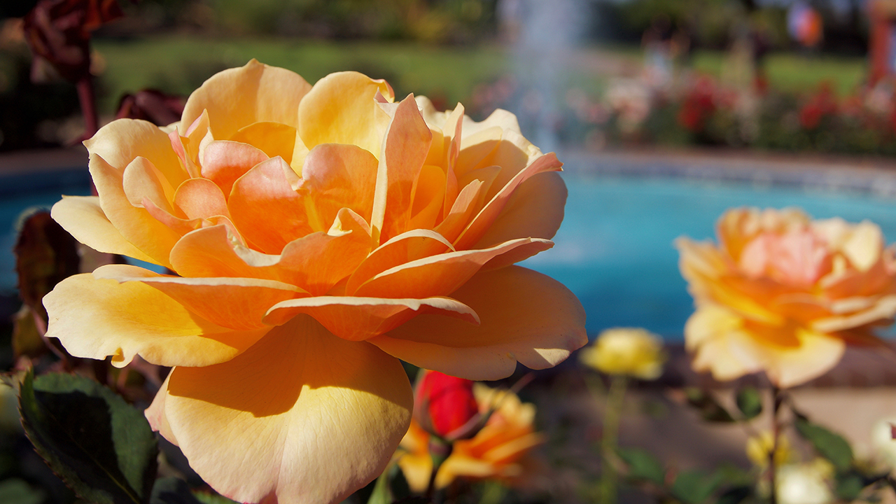 PODCAST: Expert Rose Gardening Tips with Paul Zimmerman [10.5.24]