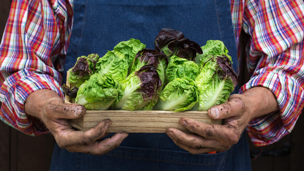 Fall Lettuce Planting Guide: Crisp, Fresh Greens for Autumn | Garden ...