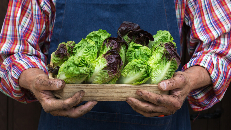 Fall Lettuce Planting Guide: Crisp, Fresh Greens for Autumn | Garden ...