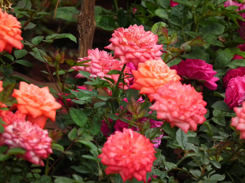 Miniature Roses: Did You Know? | Garden America
