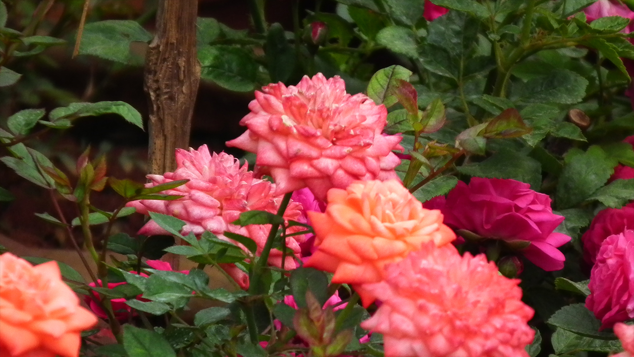Miniature Roses: Did You Know? | Garden America