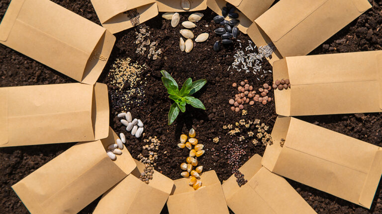 November Seed Saving: Preserve Your Garden's Best | Garden America
