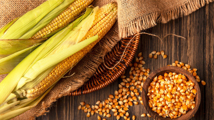 Three Sisters Gardening: Native American Sustainability | Garden America