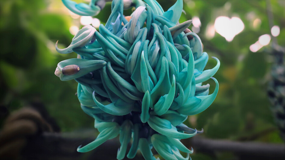 The Jade Vine: Did You Know? | Garden America