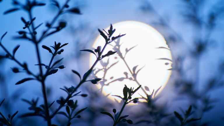 Moon Gardening: Harnessing Lunar Phases for Plant Growth | Garden America