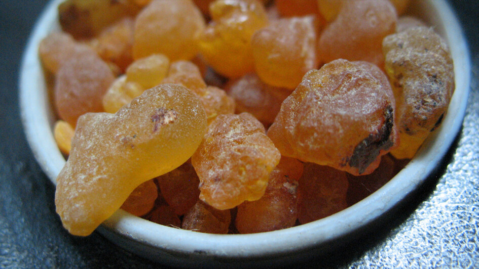 The Ancient Resins of Mystery and Survival: Frankincense & Myrrh