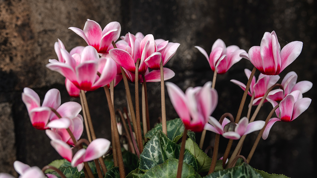 PODCAST: Cyclamen Gardening Tips with Matt Mattus [12.14.24]