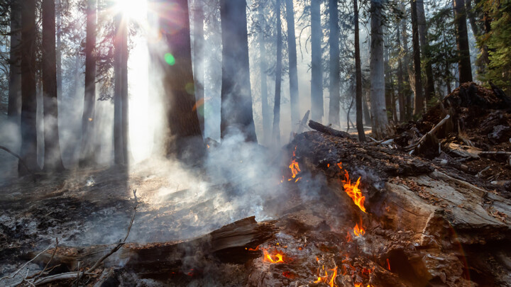 How Fire Drives Seed Germination in Fire-Dependent Ecosystems