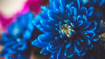 Why Blue Flowers Are So Rare and Fascinating | Garden America