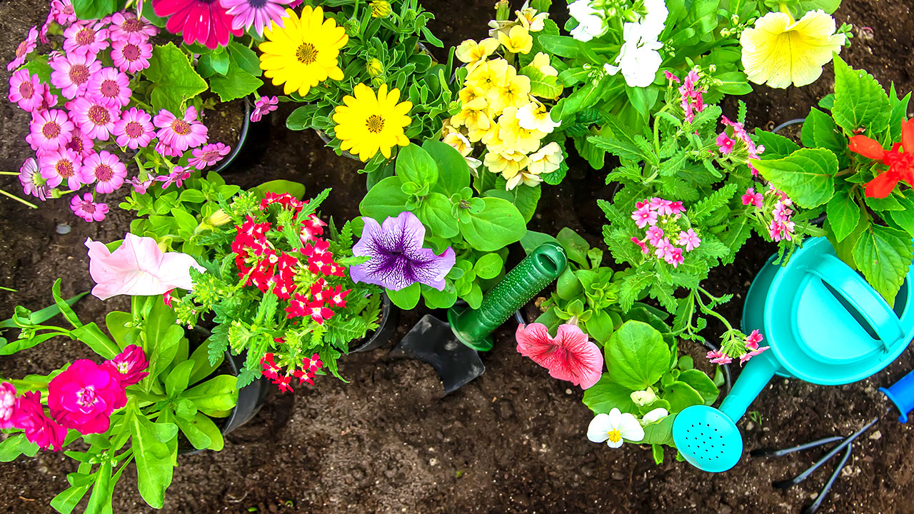 PODCAST: Native Plant Magic with Linda Beeman [2.22.25]